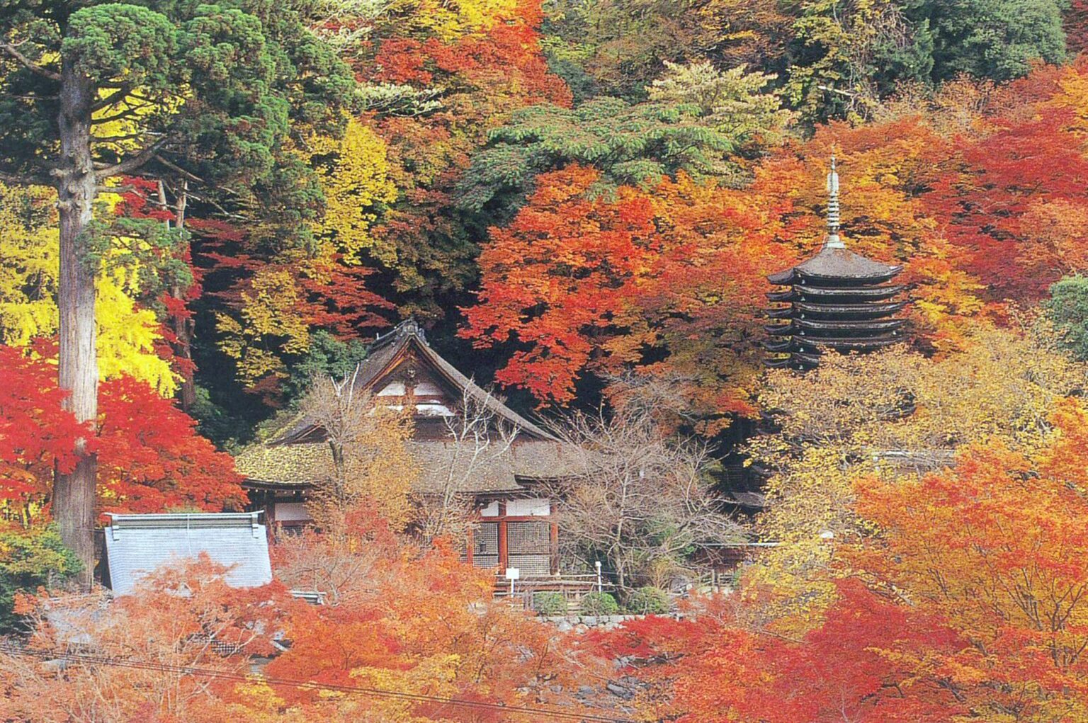 コース番号：T-20231124 – ちとせなら